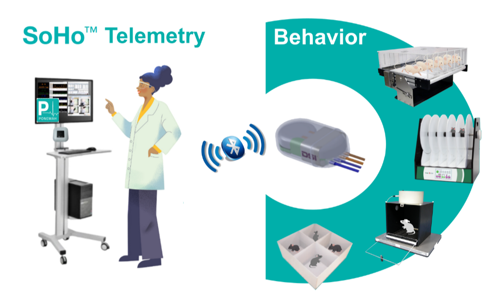 What the FDA’s Phase-Out of Animal Models in mAbs Studies Means for ...