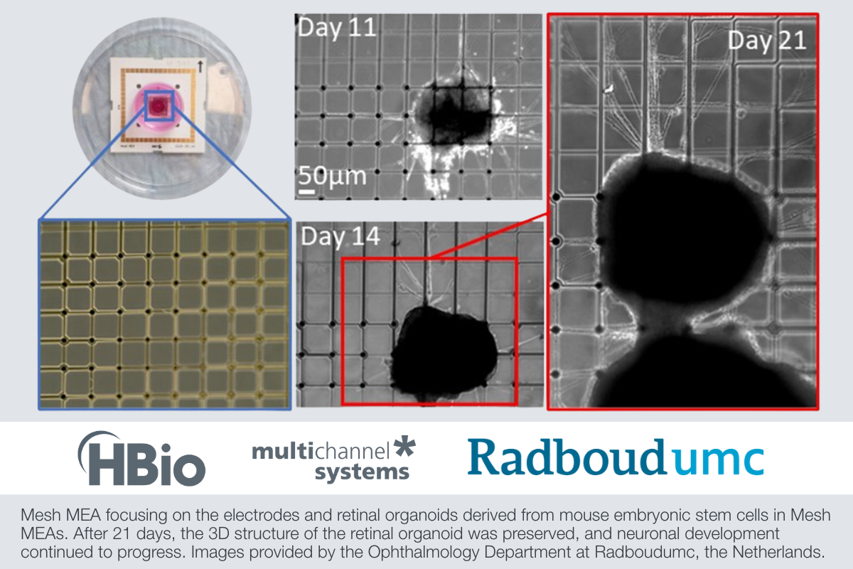 Exploring Retinal Development by Using Retinal Organoids and MESH MEA ...